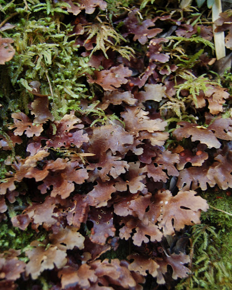 Lichen, Sticta caulescens | Project Noah