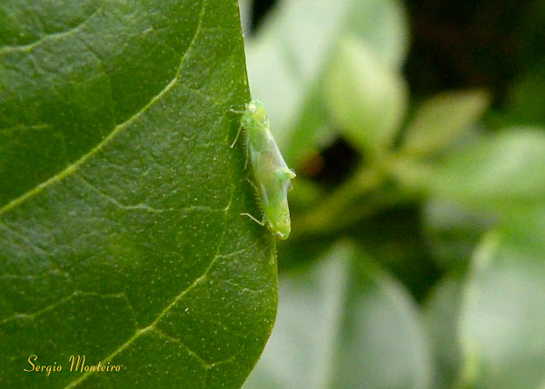 Leafhoppers | Project Noah