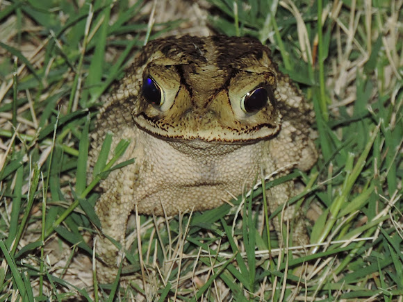 Gulf Coast Toad | Project Noah