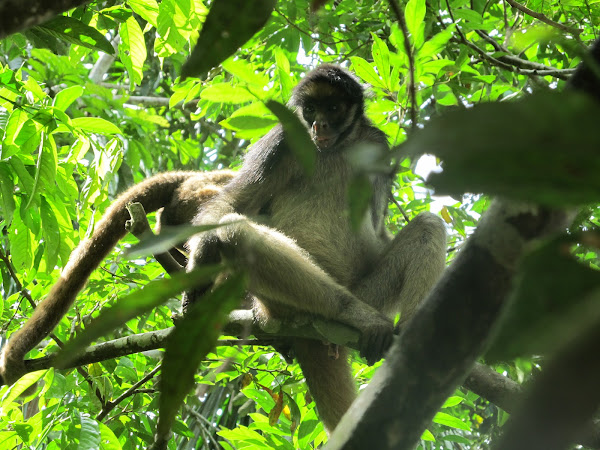 White-fronted Spider Monkey | Project Noah