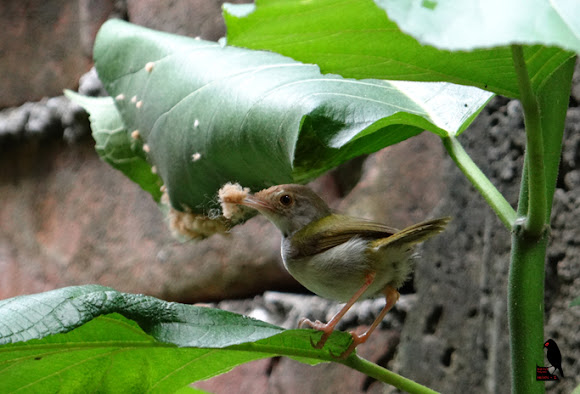 Common Tailor Bird | Project Noah