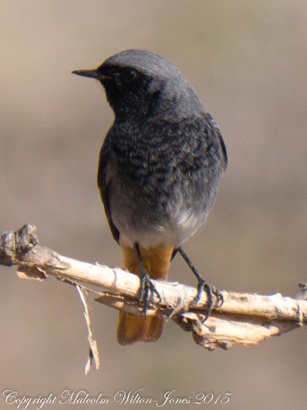 Black Redstart; Colirrojo Tizón | Project Noah