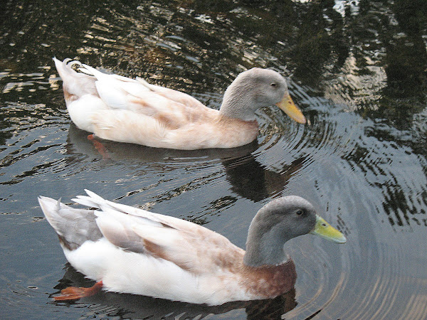 Domestic Mallard | Project Noah