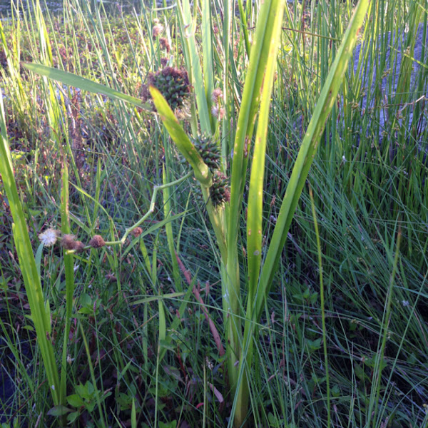 Branching Bur Reed | Project Noah
