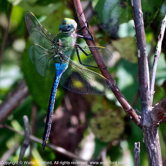 Common Green Darner dragonfly (male) | Project Noah