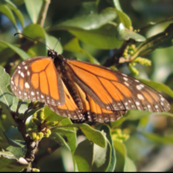 Monarch Butterfly | Project Noah
