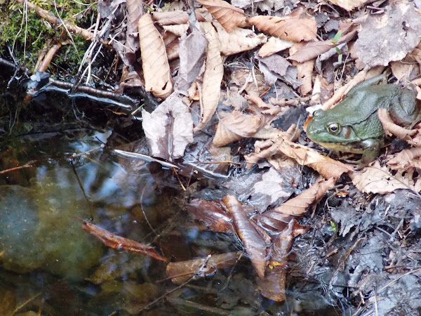 Green Frog and Tadpoles | Project Noah