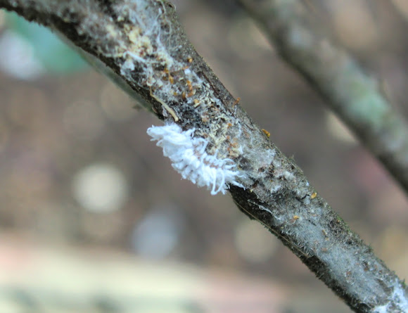 Mealy Bug Destroyer larva | Project Noah