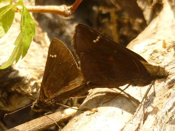 Clouded Skipper | Project Noah