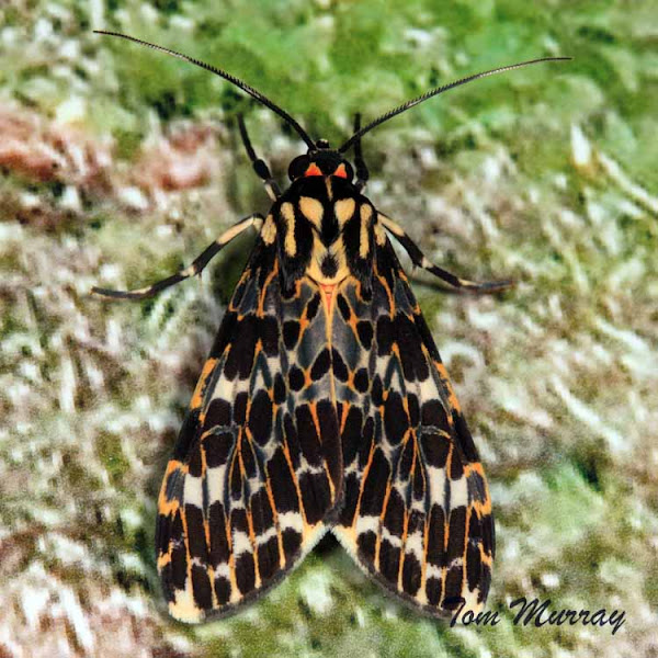 Tiger Moth | Project Noah