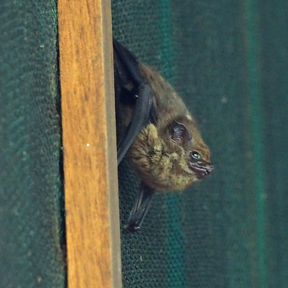 Lesser Sac-winged Bat or Lesser White-lined Bat | Project Noah