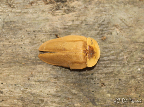 Fire Fly | Project Noah