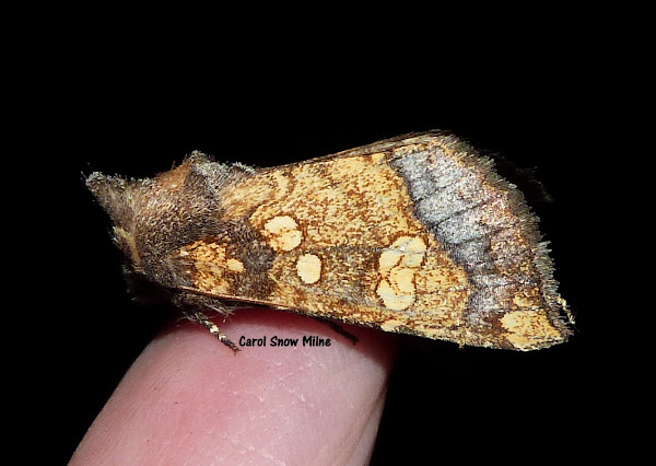 Burdock Borer Moth | Project Noah