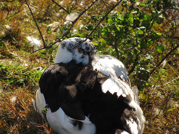 Domestic Mallard x Muscovy Duck hybrid | Project Noah