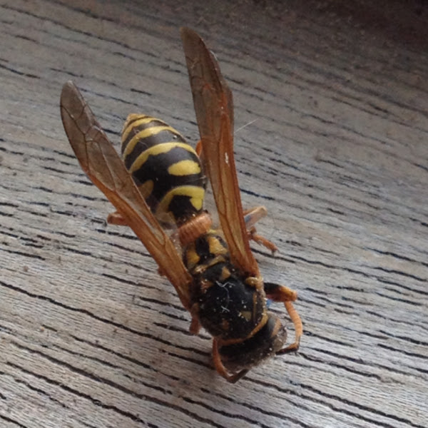 Western yellow jacket (dead) | Project Noah