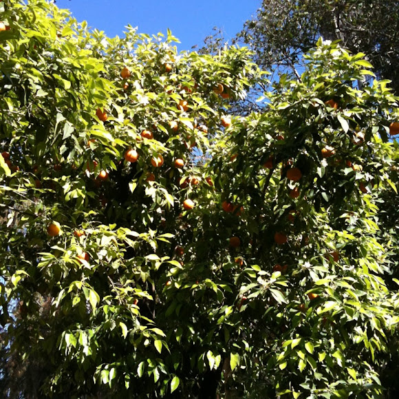 Naranjo. Orange tree | Project Noah