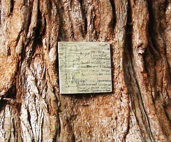 Sequoia | Project Noah