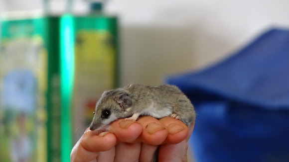 Long-Tailed Dunnart | Project Noah