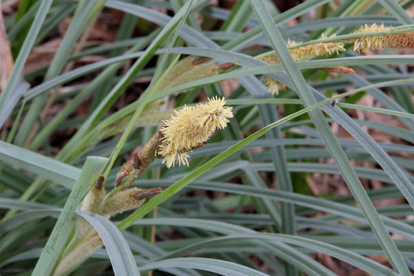 Nebraska Sedge | Project Noah