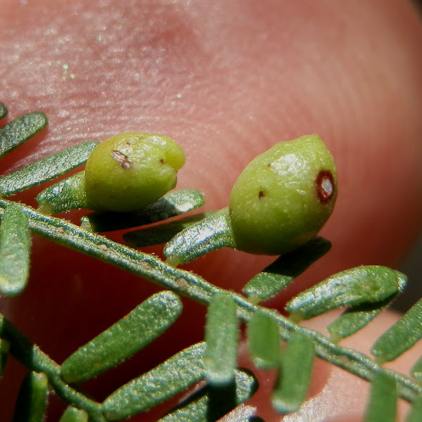 Acacia Midge Galls | Project Noah