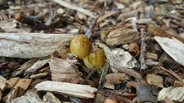 Bolbitius titubans var. olivaceus/Verkleurend kleefhoedje | Project Noah