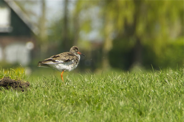Common Redshank | Project Noah