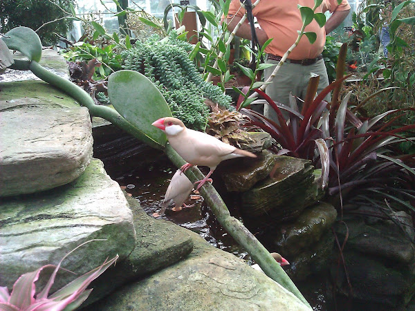 Java Sparrow | Project Noah