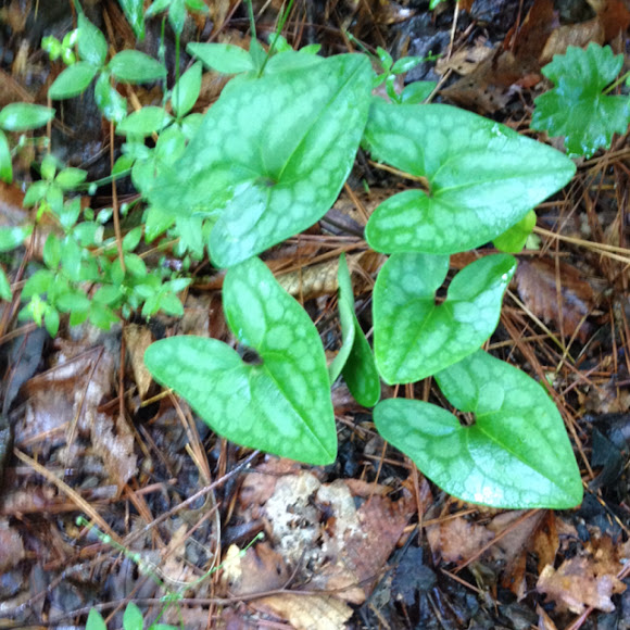 Virginia wild ginger, Southern wild ginger, Heart leaf ginger | Project ...