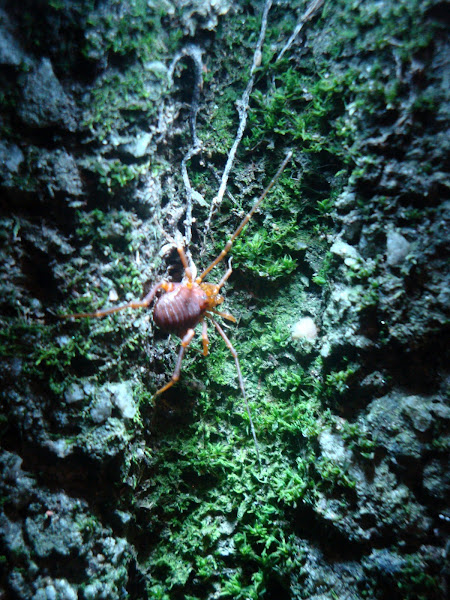 Opilião | Project Noah