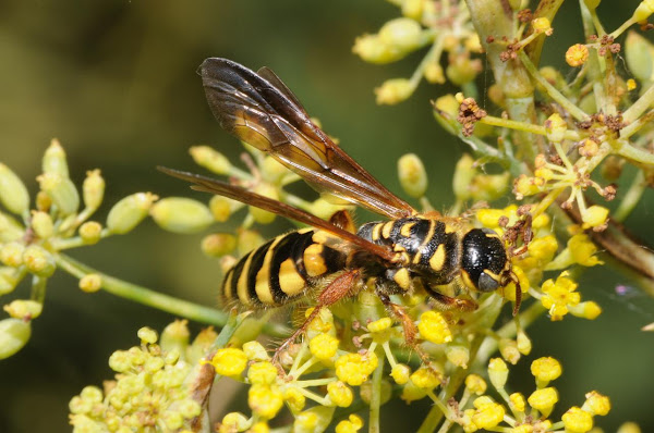 Five-banded Tiphiid wasp (female) | Project Noah