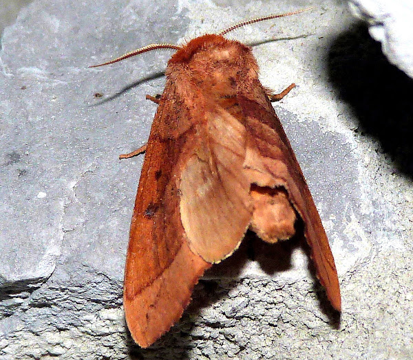 Spotted Datana Moth | Project Noah