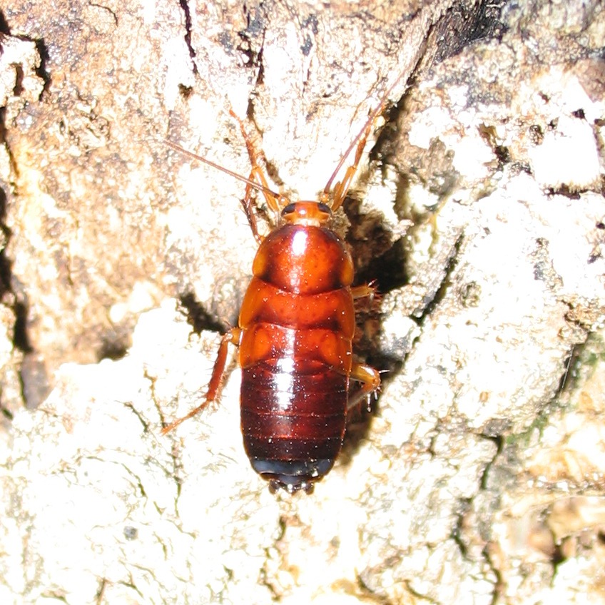 Roach | Project Noah