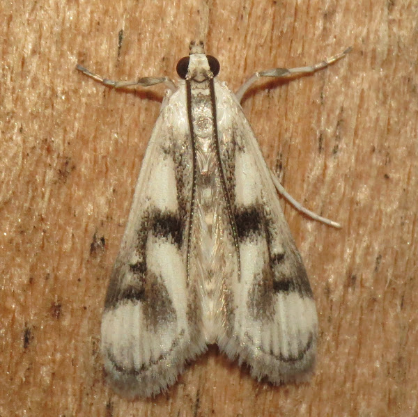 Polymorphic Pondweed Moth | Project Noah