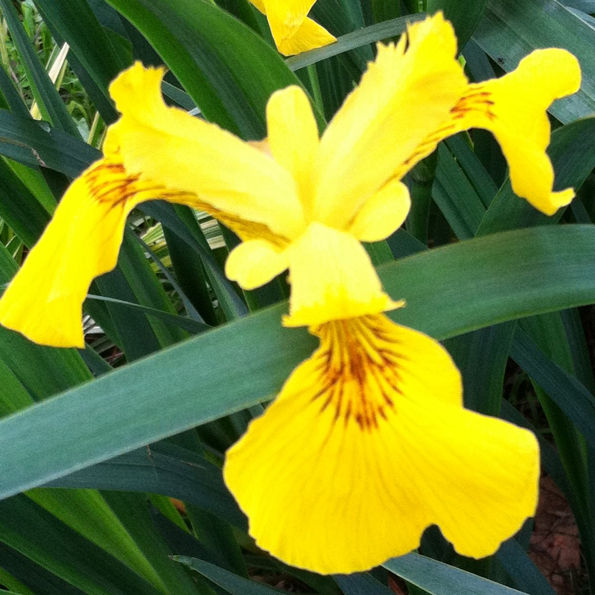 Yellow Iris | Project Noah