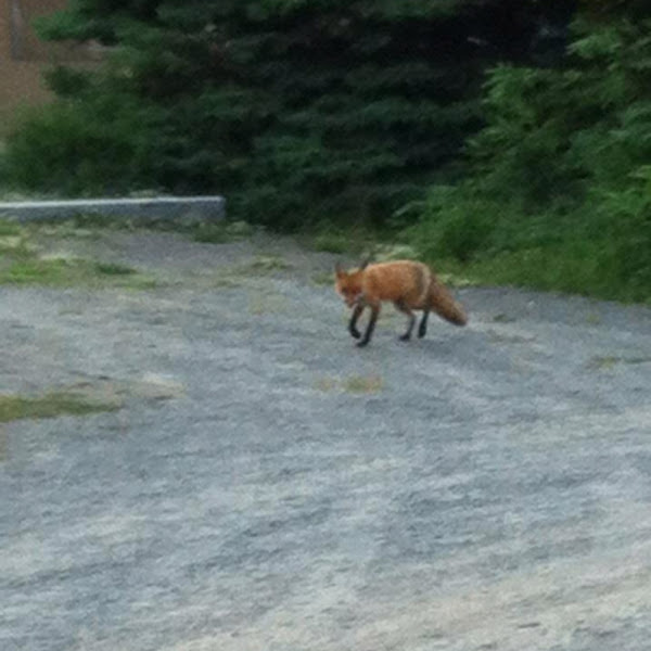 Red fox | Project Noah