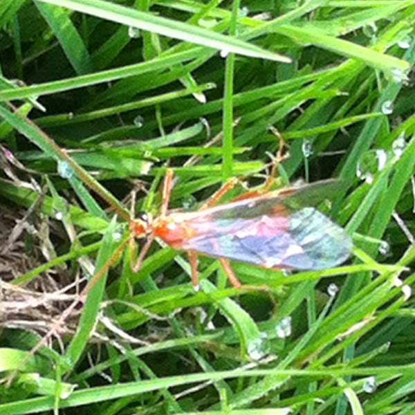 Yellow Ophion ichneumon wasp | Project Noah