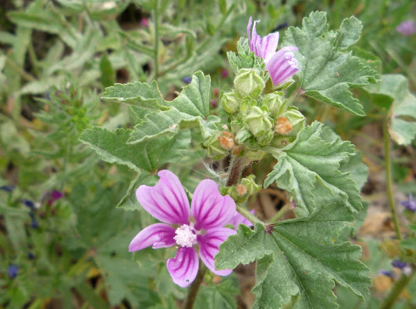 Malva común | Project Noah