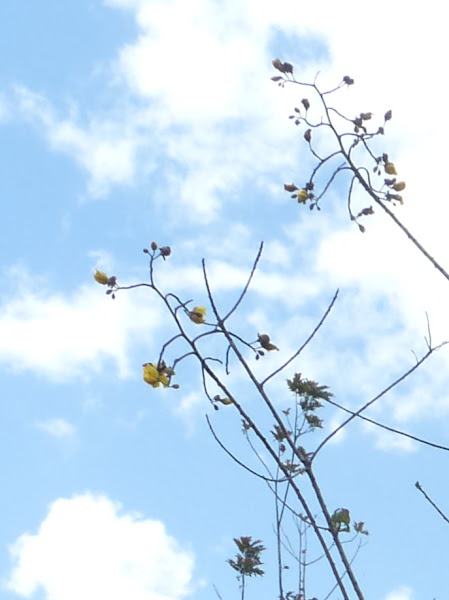 Poro poro tree | Project Noah