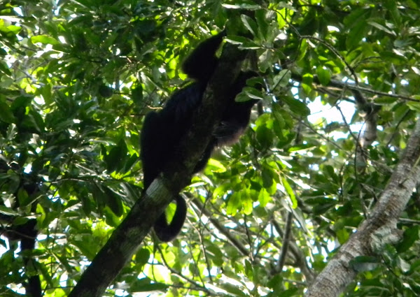 saraguato negro - Guatemala Black Howler Monkey | Project Noah
