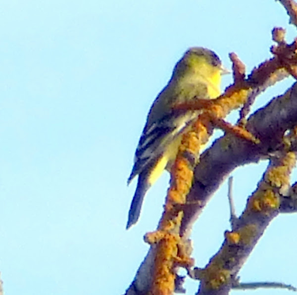 Lesser Goldfinch | Project Noah