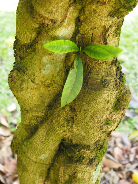 Brown Gardenia | Project Noah