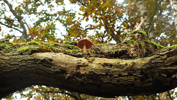 Shield fungus | Project Noah