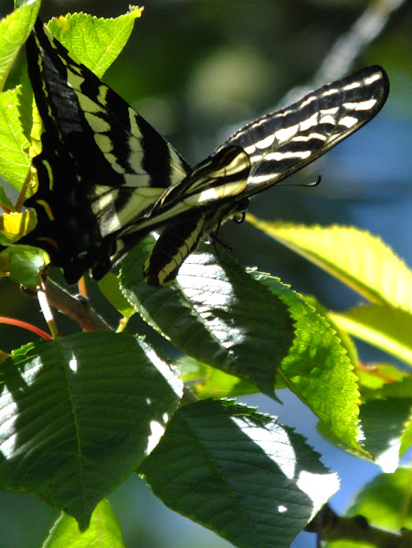 Pale Swallowtail | Project Noah