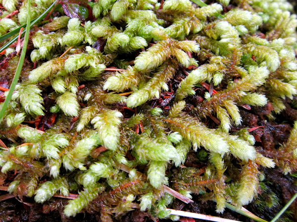 Wavy-Leaved Cotton Moss? | Project Noah