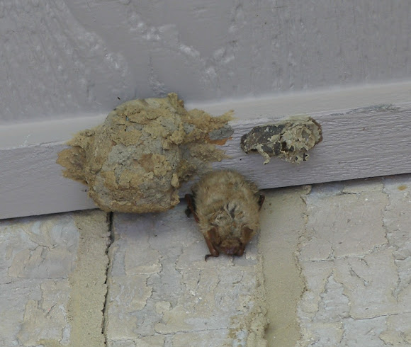 Tri-colored Bat | Project Noah