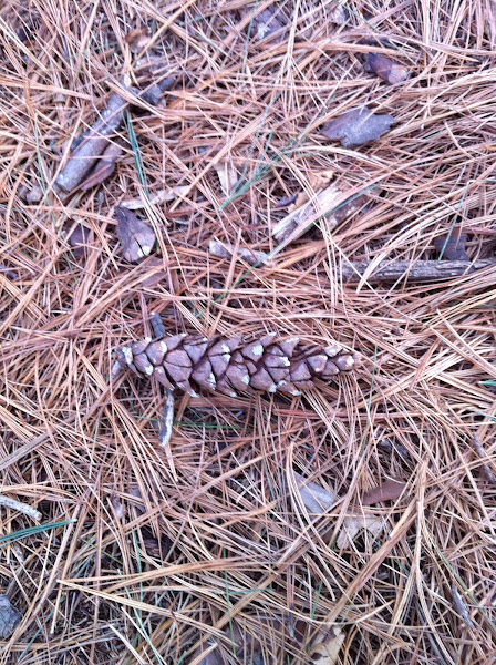 Eastern White Pine | Project Noah