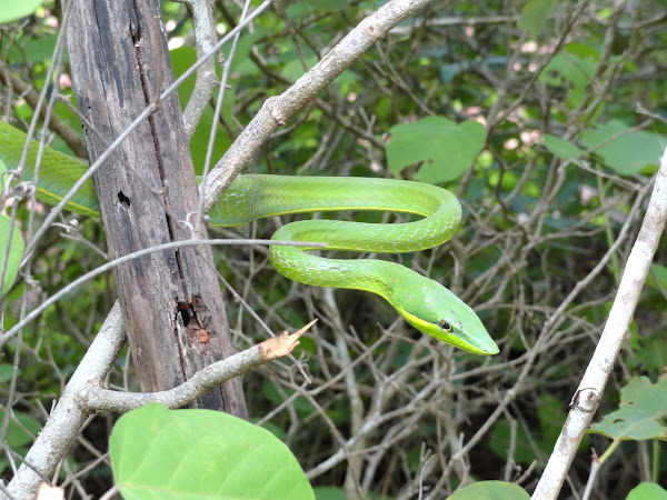 Chicotera | Project Noah