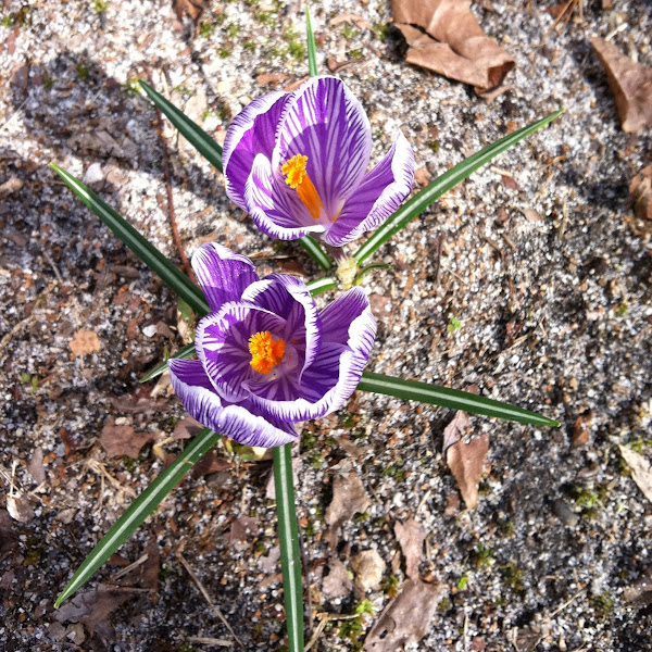 Crocus | Project Noah