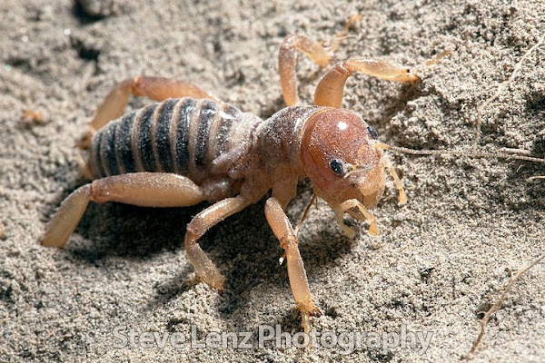 Jerusalem Cricket | Project Noah