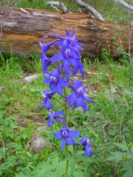 Larkspur | Project Noah